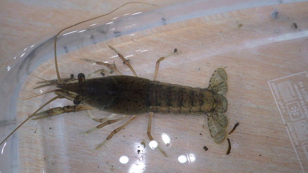 White River Crayfish from 2East Allentown, Allentown, PA, USA on June ...
