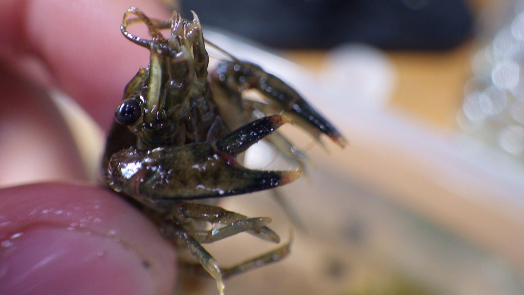 Spinycheek Crayfish from 2East Allentown, Allentown, PA, USA on June 18 ...