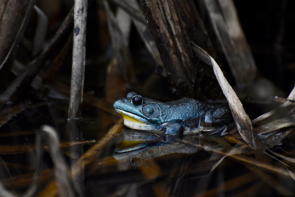 American Bullfrog from Town Pond, Bridgewater, NS, CA on May 27, 2021 at 04:17 PM by Noah Hardy ...
