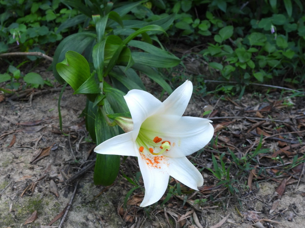 Chinese lily (Lilium brownii) - Botanical Realm