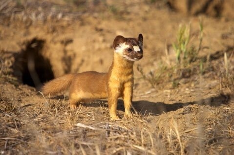 Long-tailed Weasel from Pacific Ocean, , CA, US on February 28, 2018 at ...