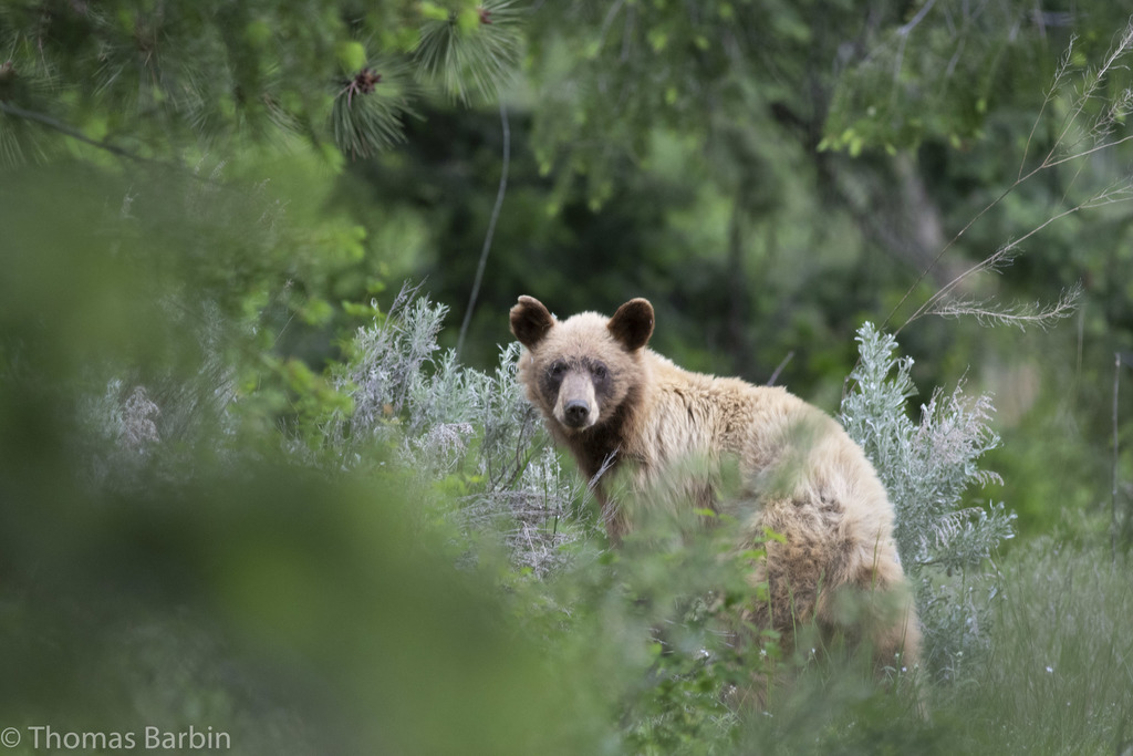 American Black Bear from Okanagan-Similkameen, BC, Canada on May 27 ...
