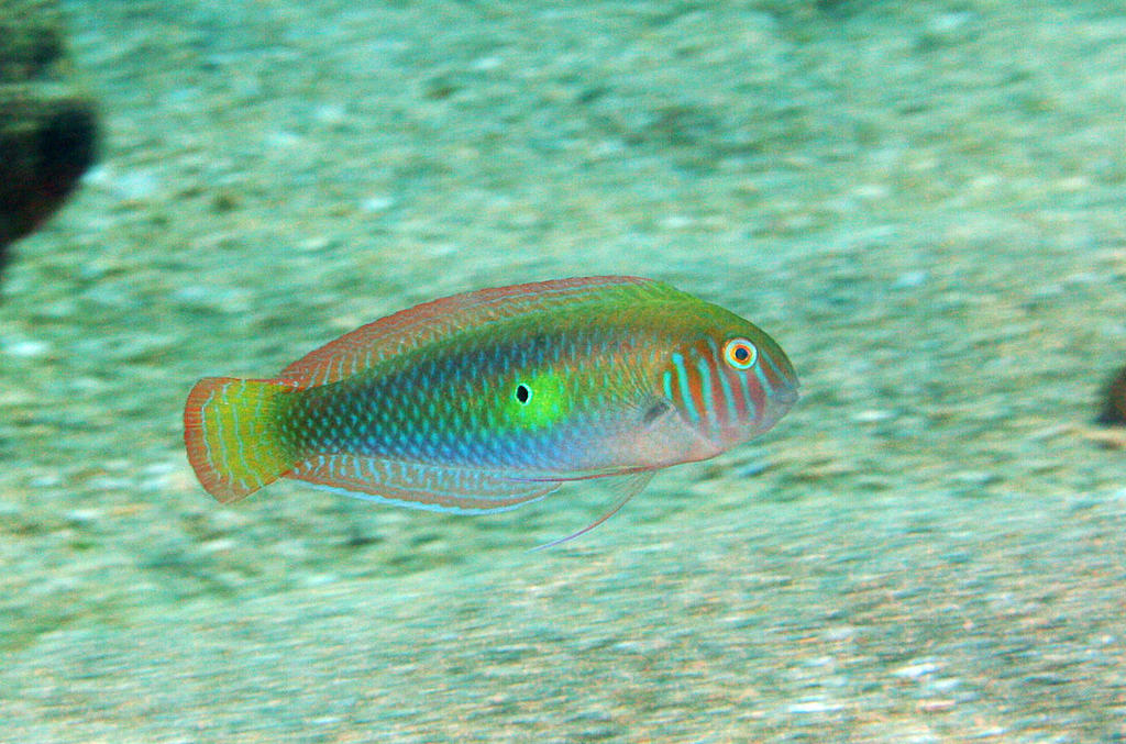 Green Razorfish (Xyrichtys splendens) - Marine Life Identification