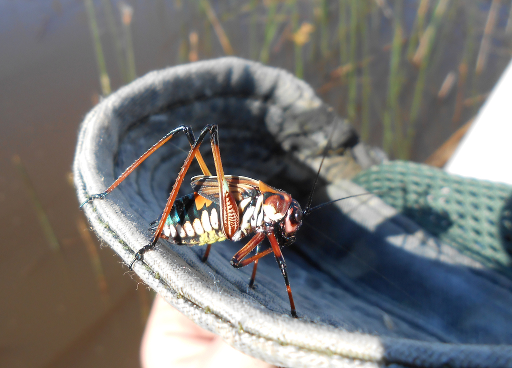 Scaphura elegans from Reserva natural de Pilar, Buenos Aires on ...