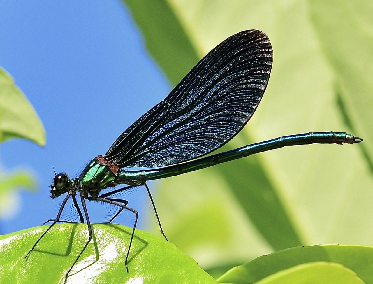Calopterygidae