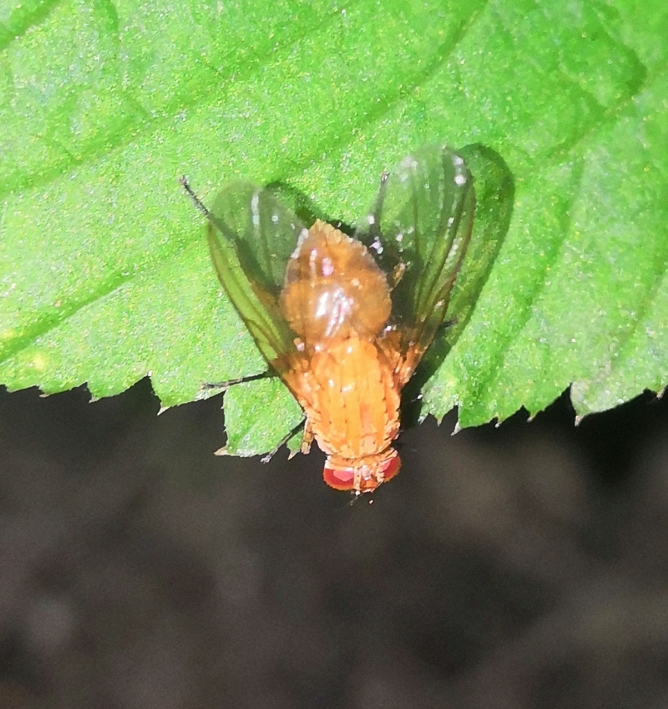 Phaonia pallida from Железногорск, Курская обл., Россия on June 21 ...