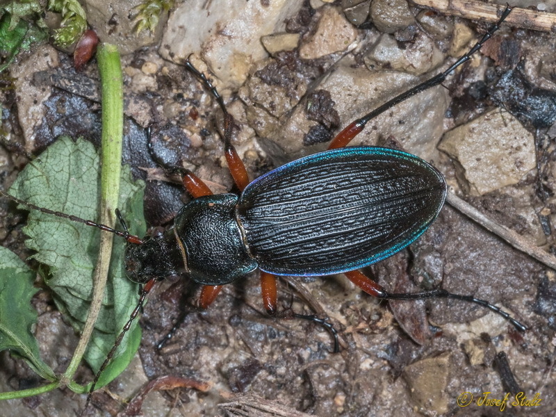 necklace ground beetle from 79879 Wutach, Deutschland on June 15, 2021 ...