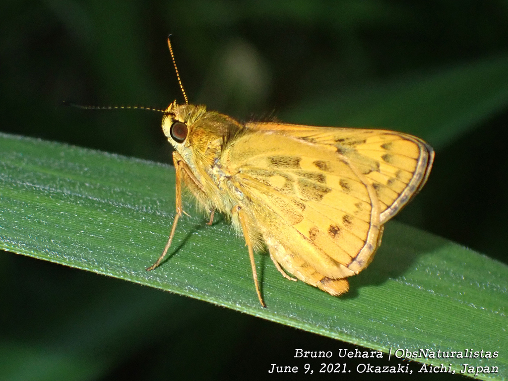 Japanese Dart from Kugosakicho, Okazaki, Aichi 444-0851, Japão on June ...