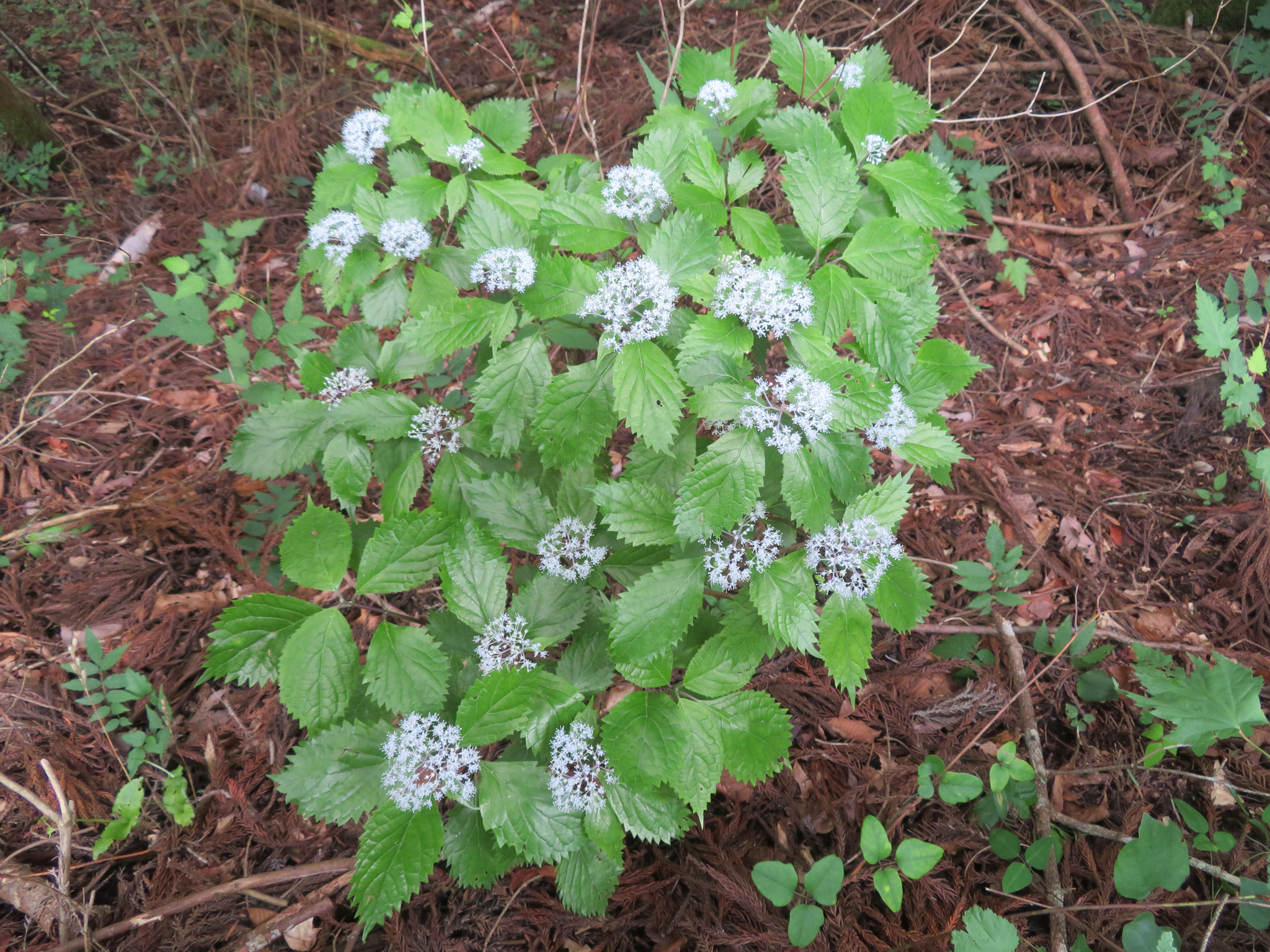 Hydrangea hirta (Thunb.) Siebold