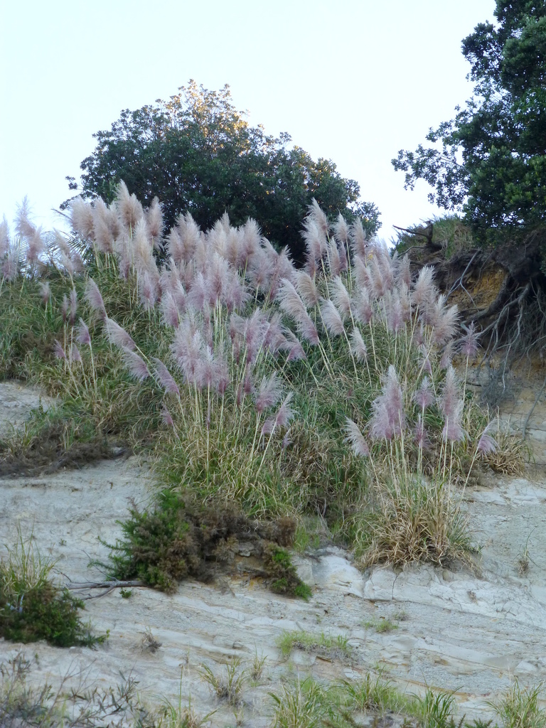 Purple Pampas Grass from Auckland, Auckland Region, New Zealand on ...