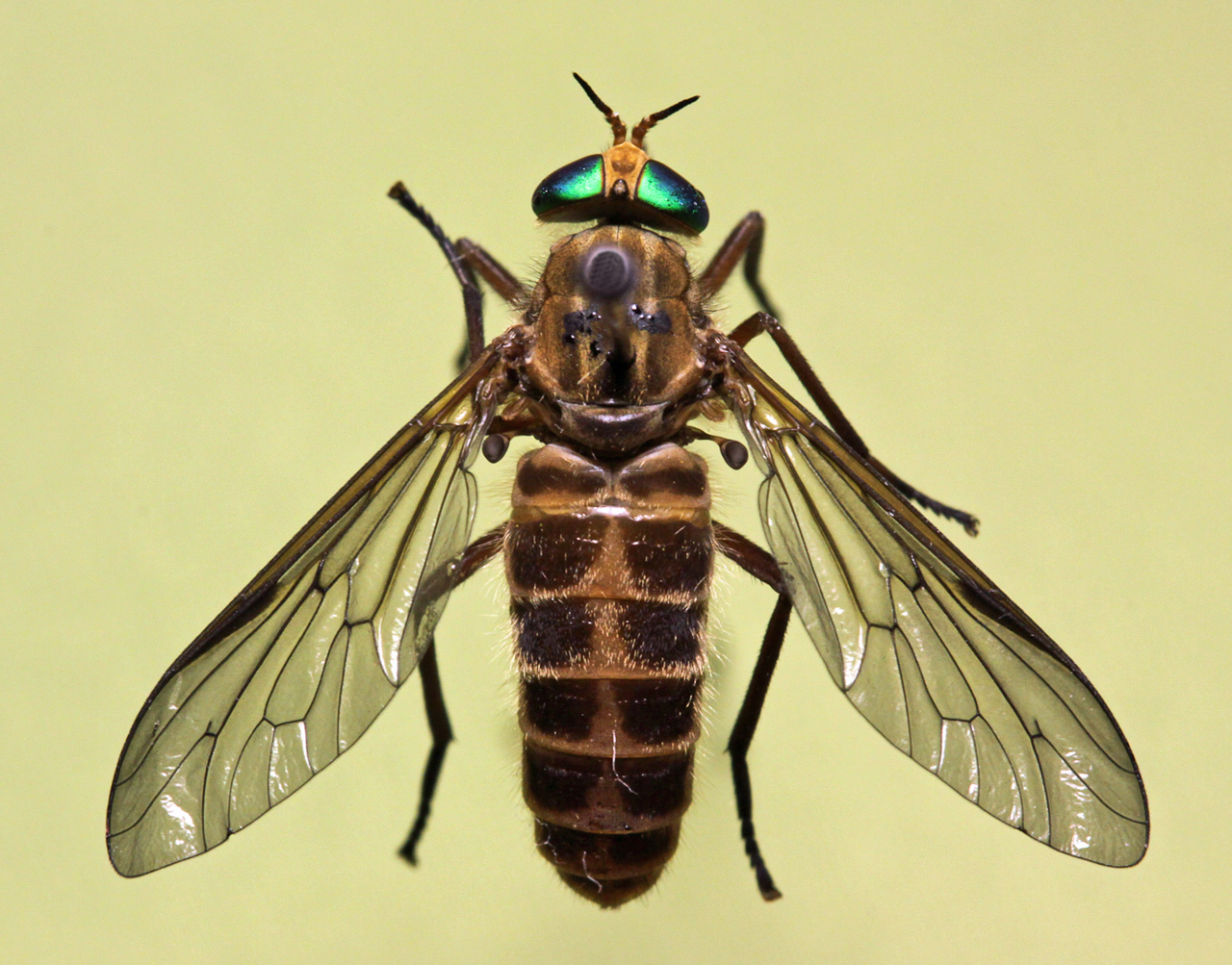 Tabanidae Family Horse Flies (Tabanidae) » Manaaki Whenua
