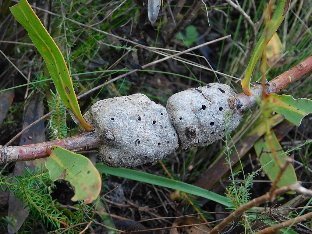 Sombre African Flutist Weevil from Greyton Nature Reserve, 7233, South ...