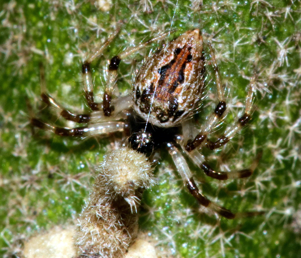 Ant-eating Spiders in October 2017 by juliegraham173 · iNaturalist