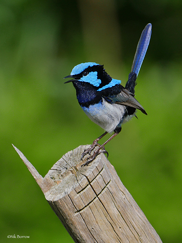 Perching Birds (Great Guide) · iNaturalist