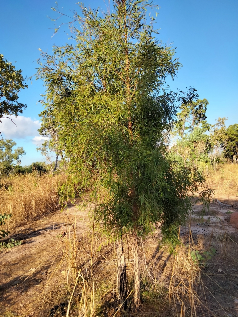 (Terminalia grandiflora) - Botanical Realm