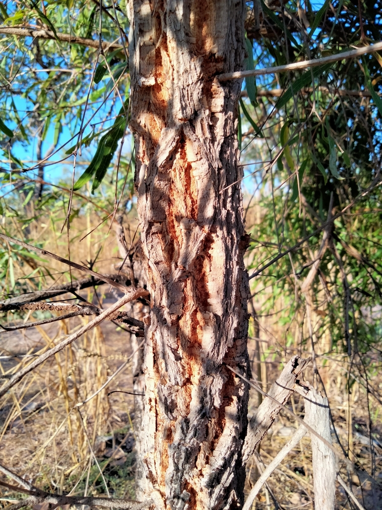 (Terminalia grandiflora) - Botanical Realm