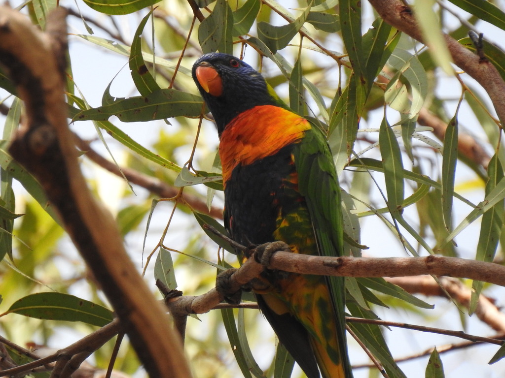 Rainbow Lorikeet from Injinoo QLD 4876, Australia on June 9, 2021 at 02 ...