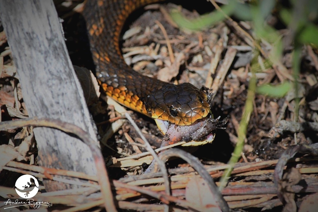 Western Tiger Snake from Loch McNess, Yanchep, WA, AU on January 05 ...