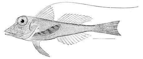 Streamer Searobin (Bellator egretta) - Marine Life Identification