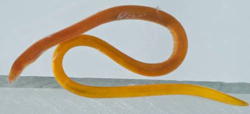 Spaghetti Eels (Family Moringuidae) · iNaturalist