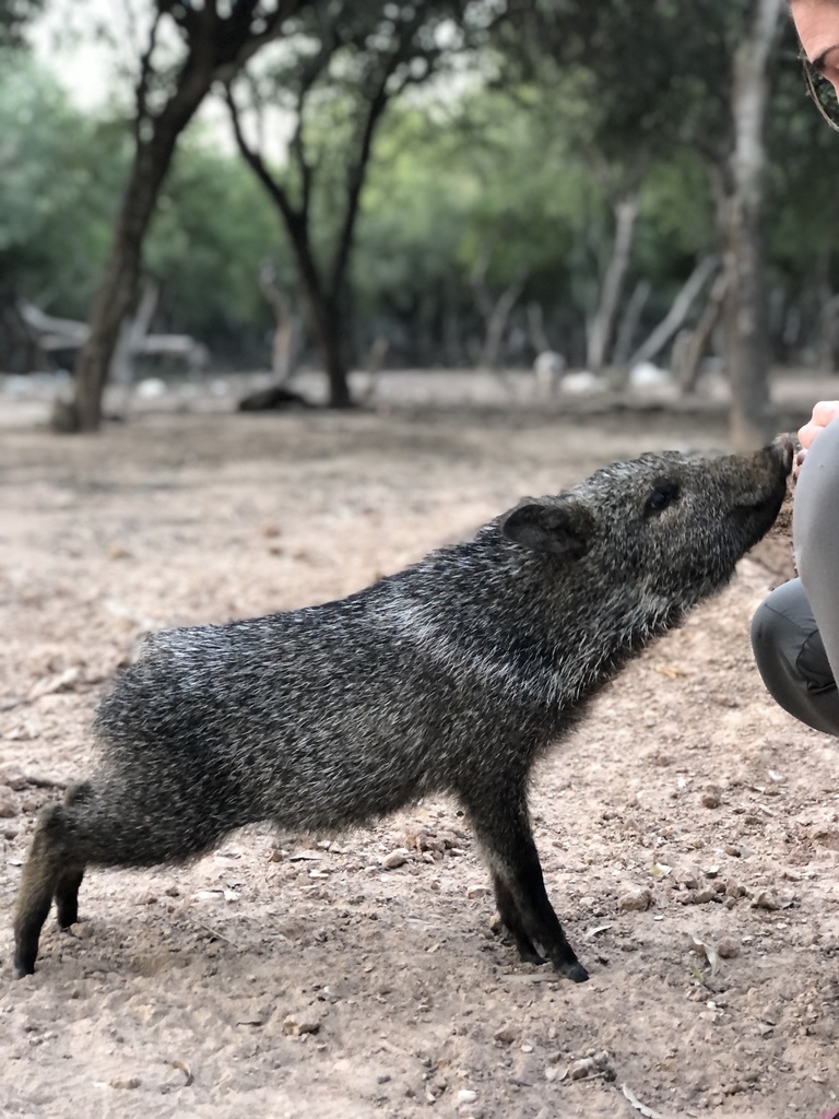 Collared Peccary in May 2021 by guagui · iNaturalist