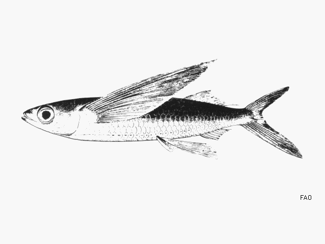 Clearwing Flyingfish (Cypselurus comatus) - Marine Life Identification