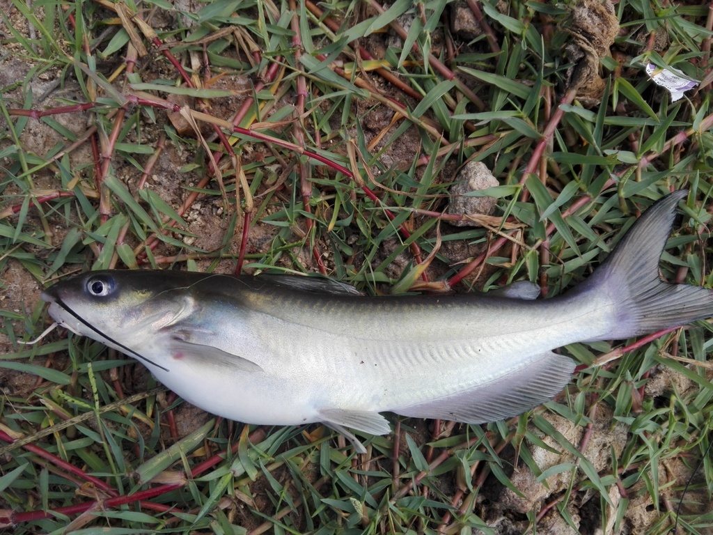 North American Freshwater Catfishes (Ictaluridae) - Marine Life ...