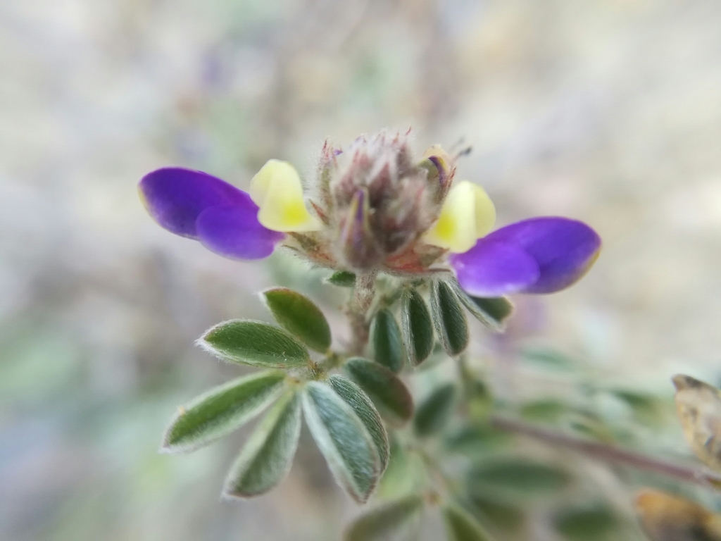 trailing indigo bush from Montemorelos - Rayones, Agua Dulce, N.L ...