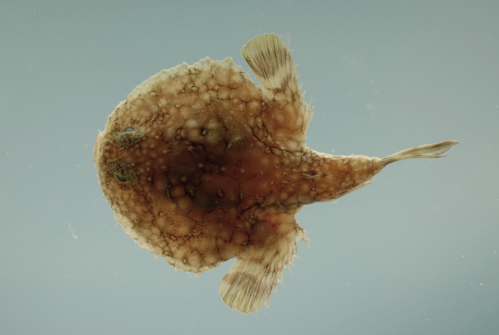 Pancake Batfish (Marine life of the Rio Grande Valley) · iNaturalist