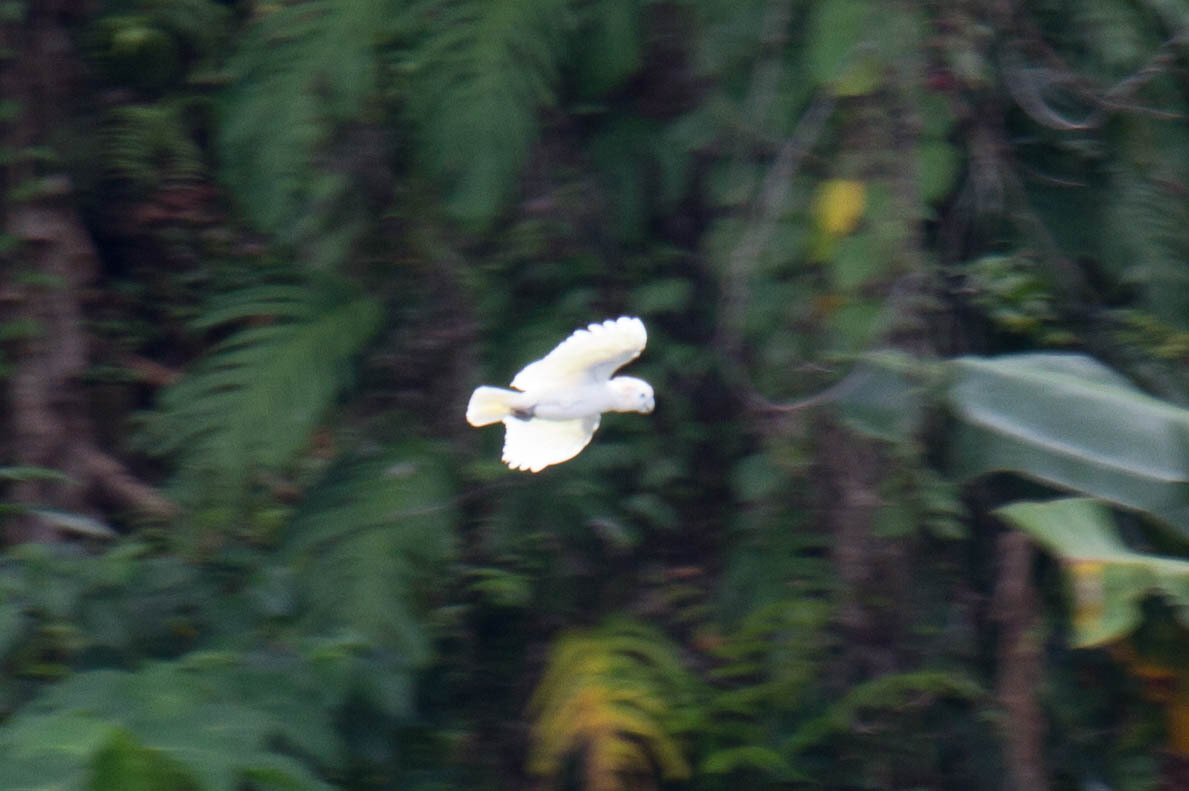 Cacatua ducorpsii Pucheran, 1853