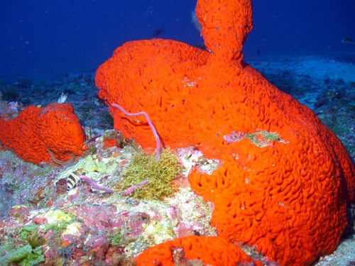 Orden Agelasida · iNaturalist Mexico