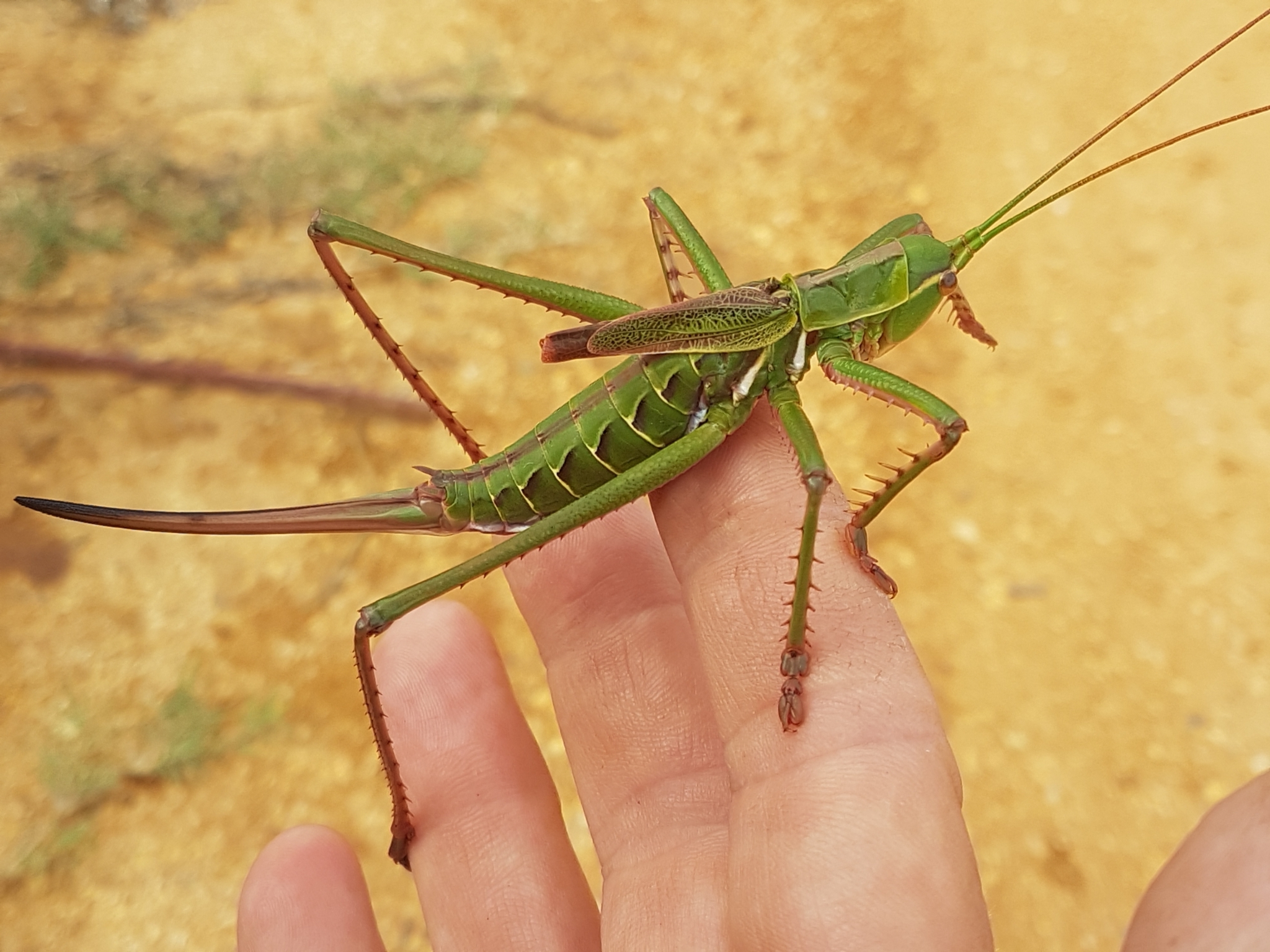 Clonia melanoptera (Linnaeus, 1758)