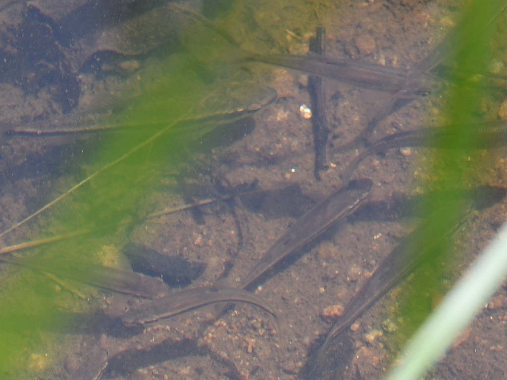 True Minnows from Chester County, PA, USA on June 5, 2021 at 09:42 AM ...