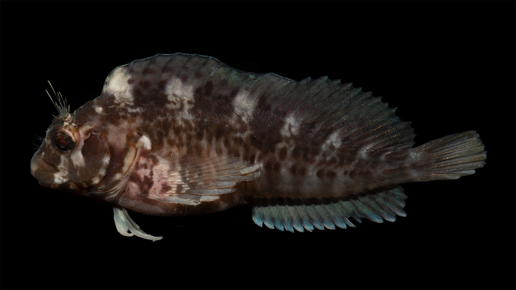 Crested Blenny (Hypleurochilus geminatus) - Marine Life Identification