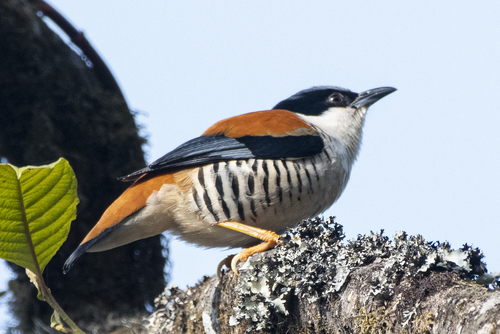 Cutia Nepalesa (Cutia nipalensis) · iNaturalist Mexico