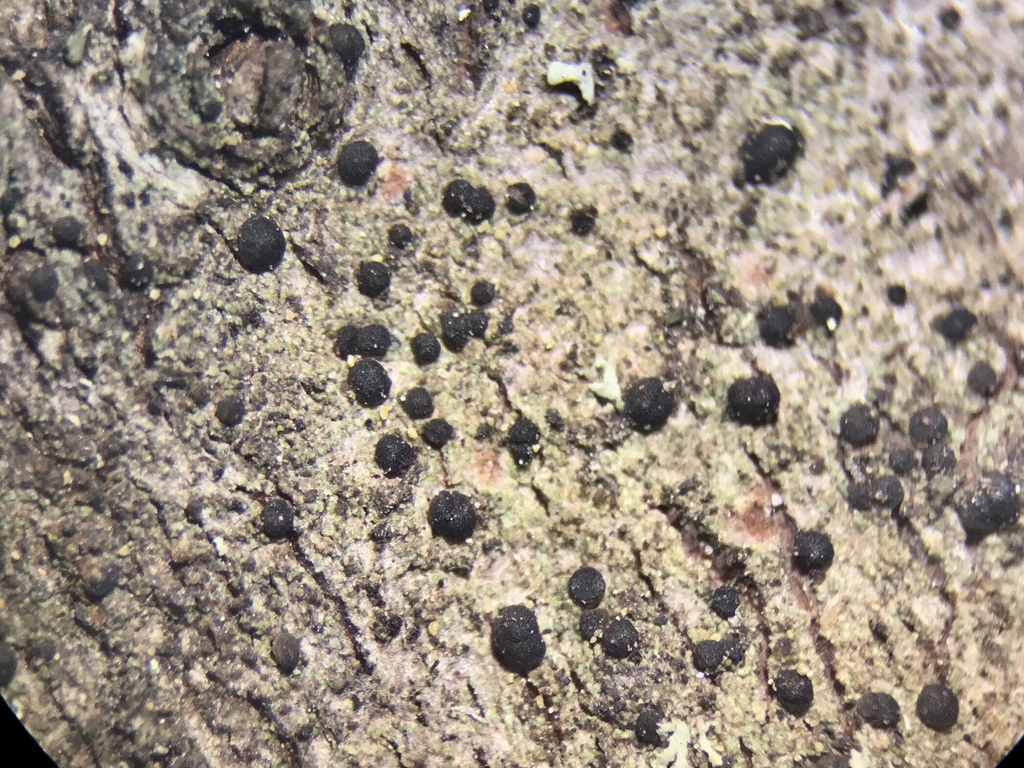 Bark Disk Lichen (Lichens and Fungi of Montana Vol. 1, A-L) · iNaturalist