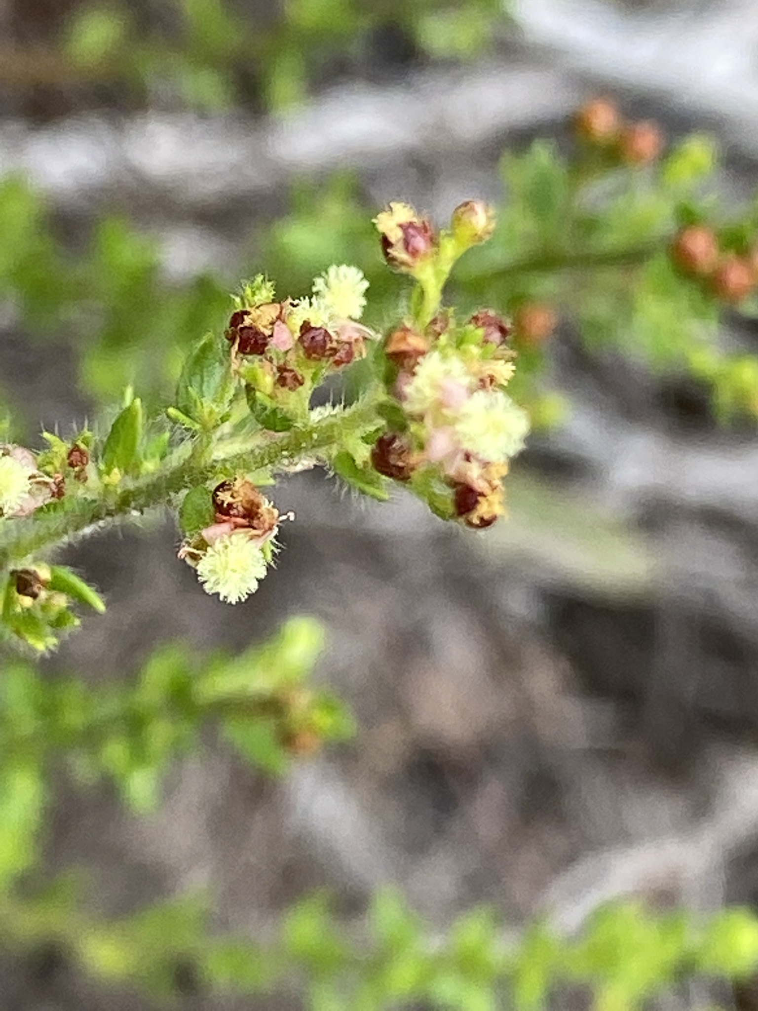 Lechea divaricata Shuttlew. ex Britton