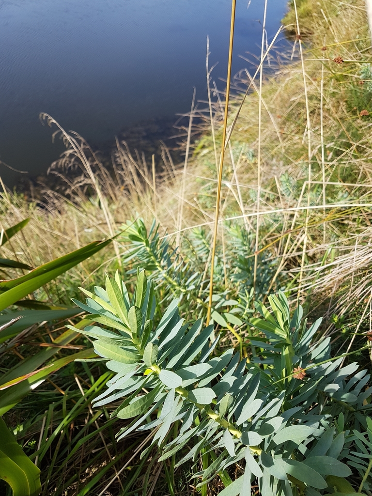 Shore Spurge from Patea, New Zealand on March 1, 2018 at 10:49 AM by ...