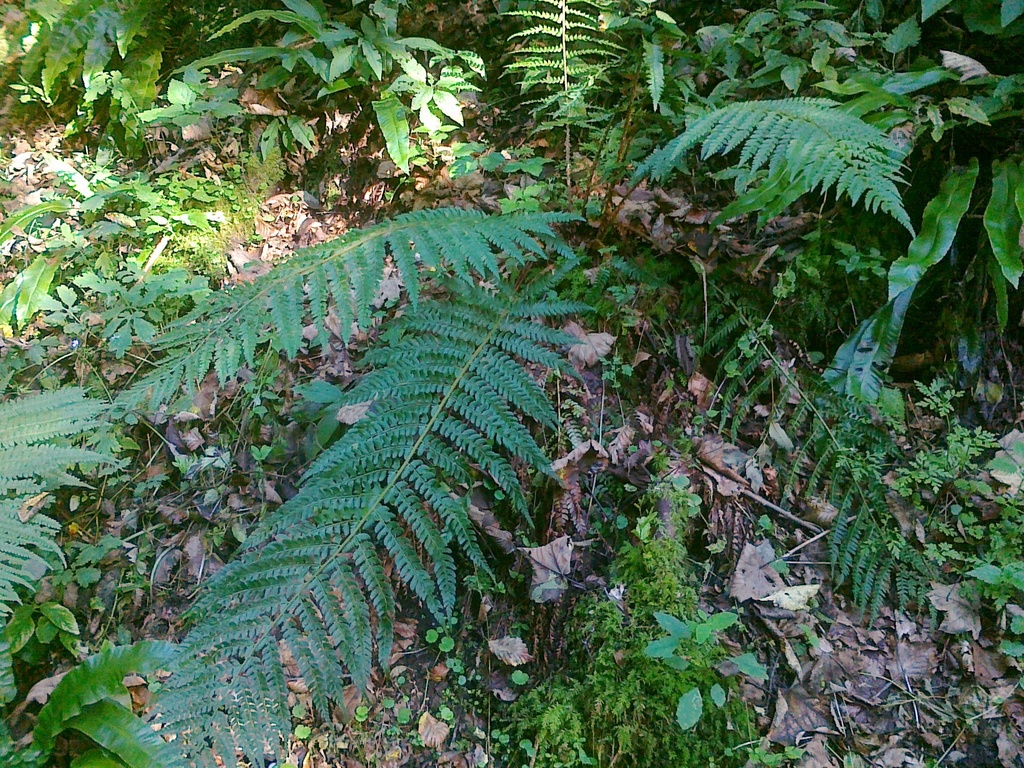 Bicknell's holly fern (Polystichum × bicknellii) - Botanical Realm