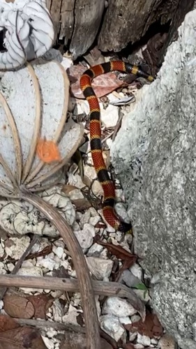 Variable Coralsnake (Micrurus diastema) - Snakes and Lizards