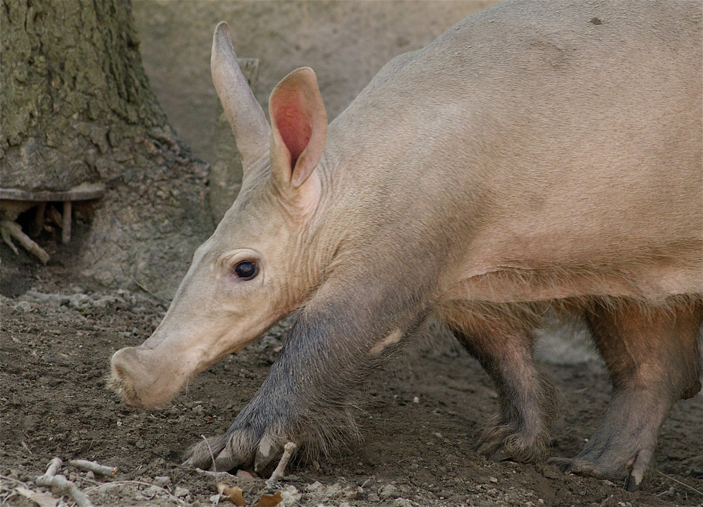 Aardvark (Orycteropus afer) - Know Your Mammals