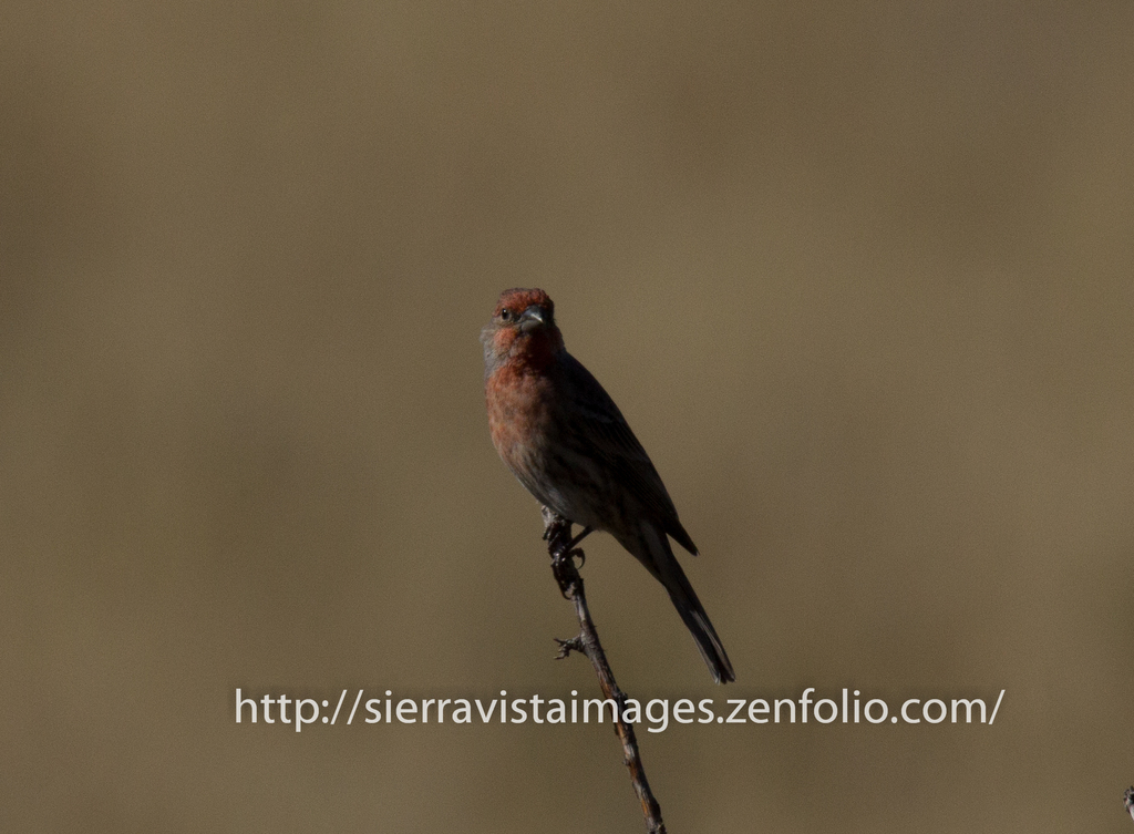 House Finch from Piedra Lisa park, Albuquerque, New Mexico on October ...