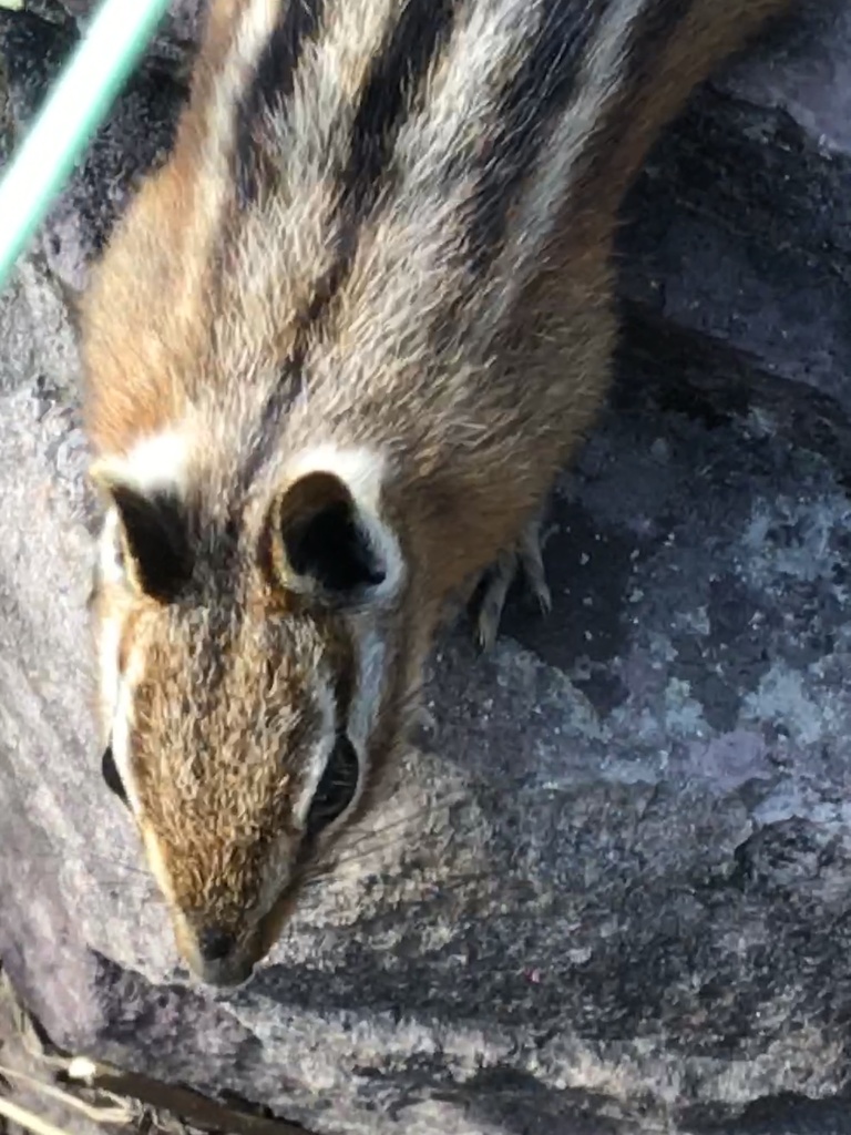 Red-tailed Chipmunk from Akamina-Kishinena Provincial Park, Grasmere ...