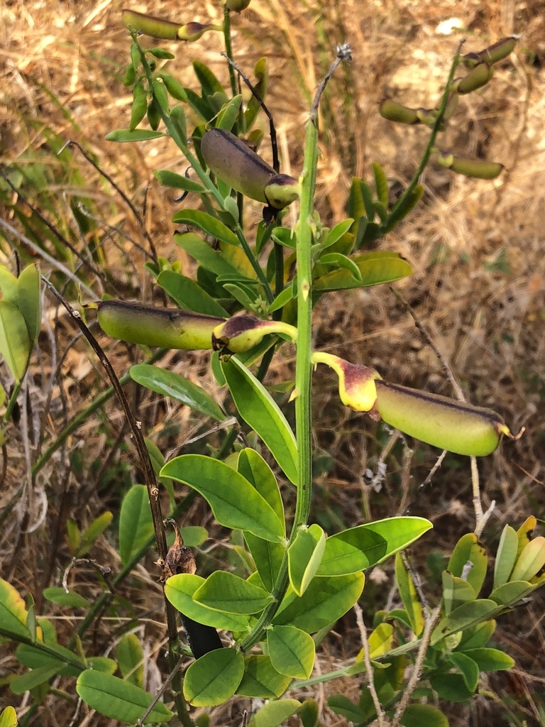 Rattleweed (Crotalaria retusa) - Botanical Realm