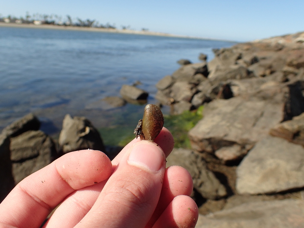 Asian Date Mussel from Ocean Beach, San Diego, CA, USA on February 25 ...