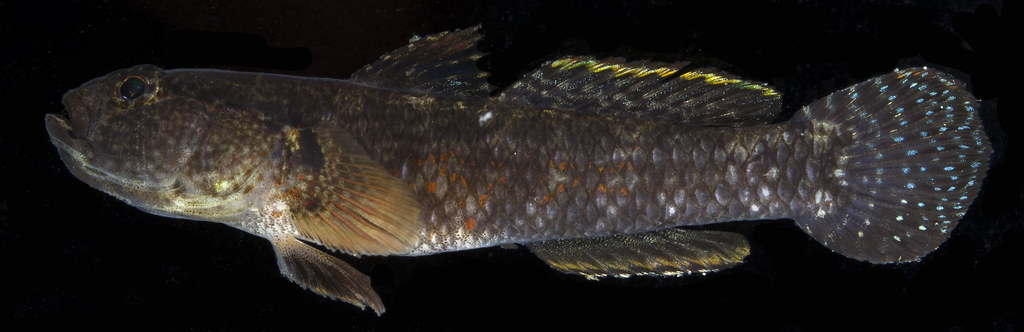 Brown Drombus from Tolo Harbour on October 26, 2017 by smithsonian ...