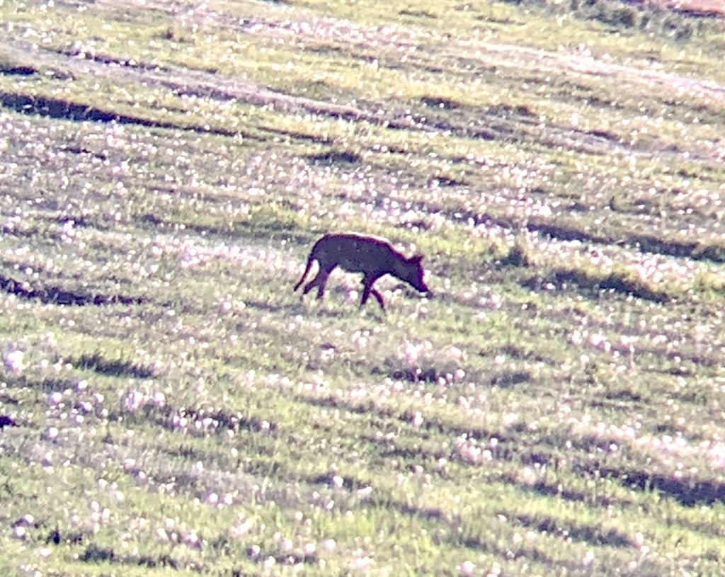 Wolves and Dogs in June 2021 by wildwestnature. Other observers posited ...