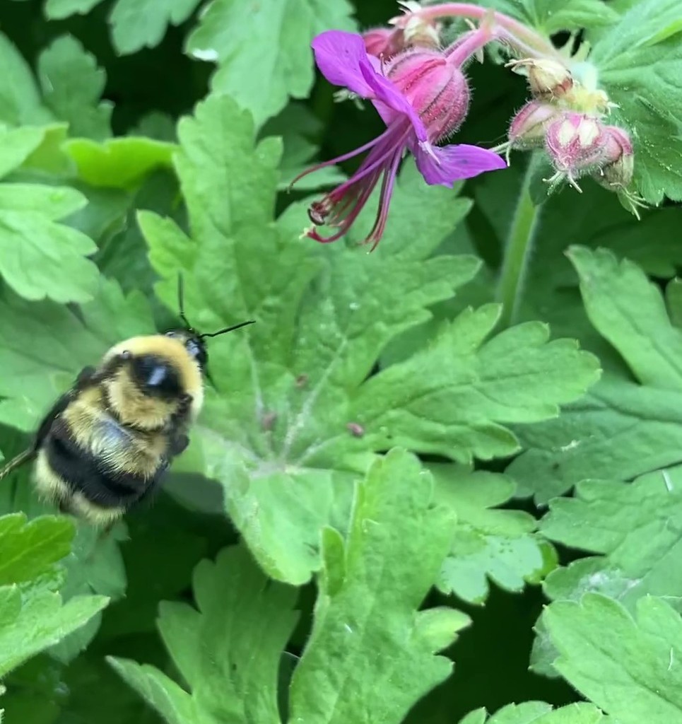 Red-belted Bumble Bee from Douglasdale, Calgary, AB T2Z, Canada on June ...