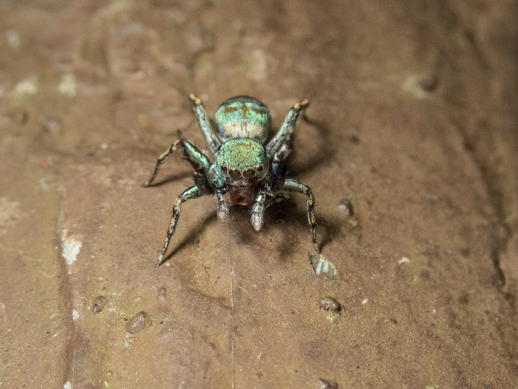 Siler collingwoodi in June 2021 by ivanhsiu · iNaturalist