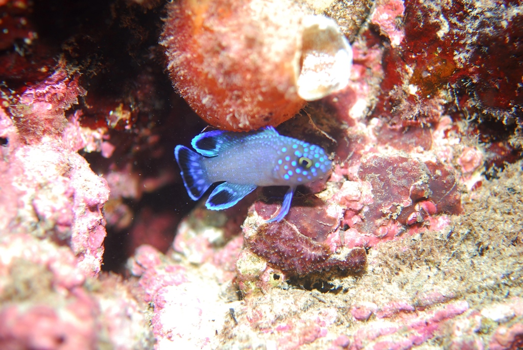Southern Blue Devil from Second Valley SA 5204, Australia on October 17 ...